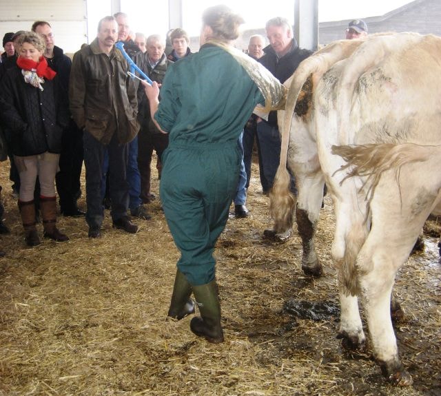 Primeur voor Blondes - Blonde d’Aquitaine Stamboek Nederland