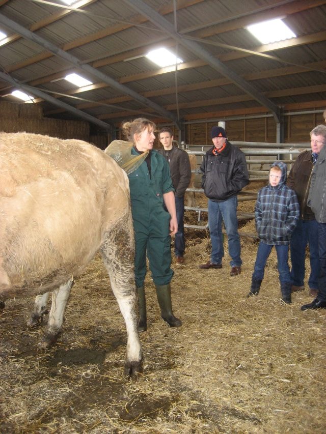 Primeur voor Blondes - Blonde d’Aquitaine Stamboek Nederland