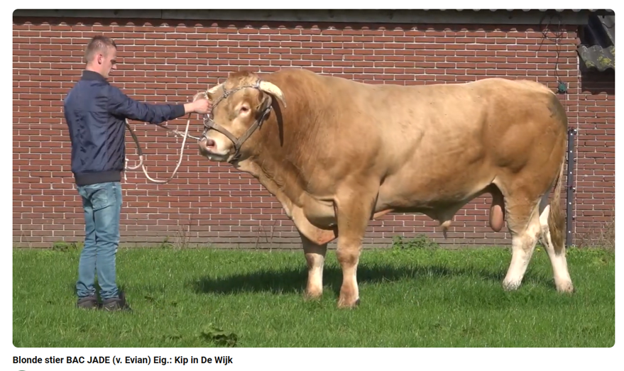 Een goede stier is nooit te duur... - Blonde d’Aquitaine Stamboek Nederland