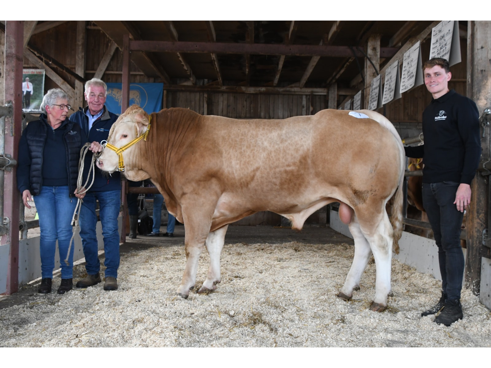 Sensationeel recordbedrag voor BAC Vert op de jubileumveiling in Laren - Blonde d’Aquitaine ...